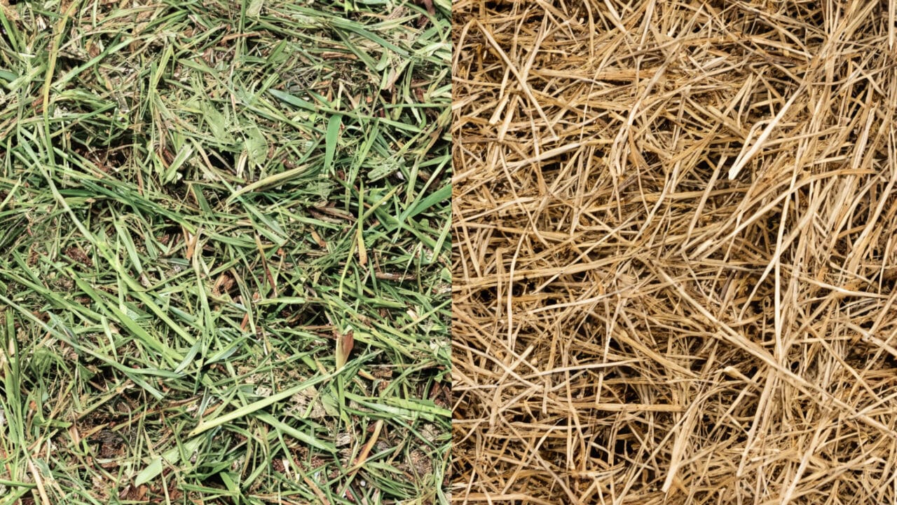 Organic residues and manure biogas plants | HoSt Group