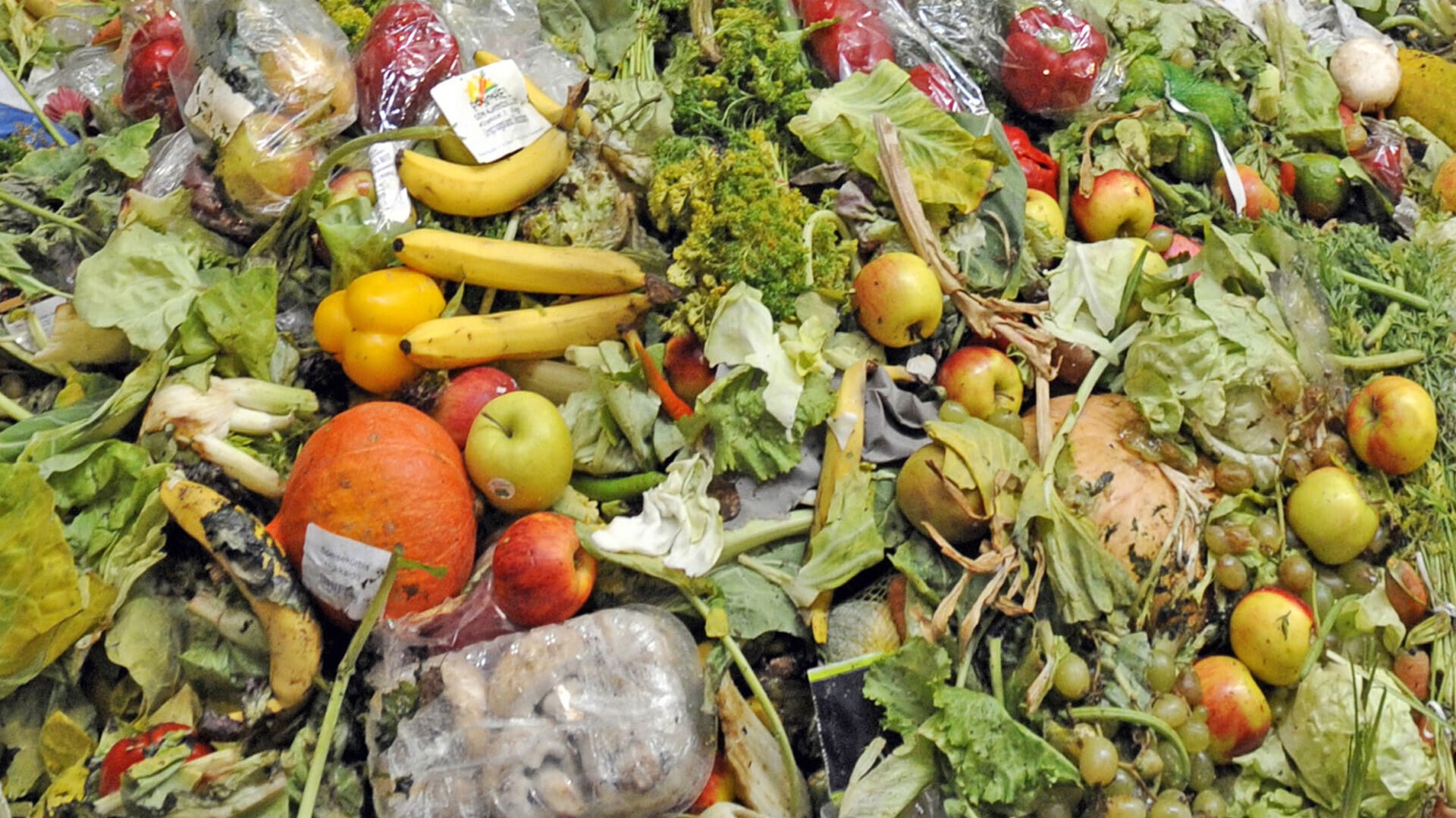 Organic waste biogas plants | HoSt Group